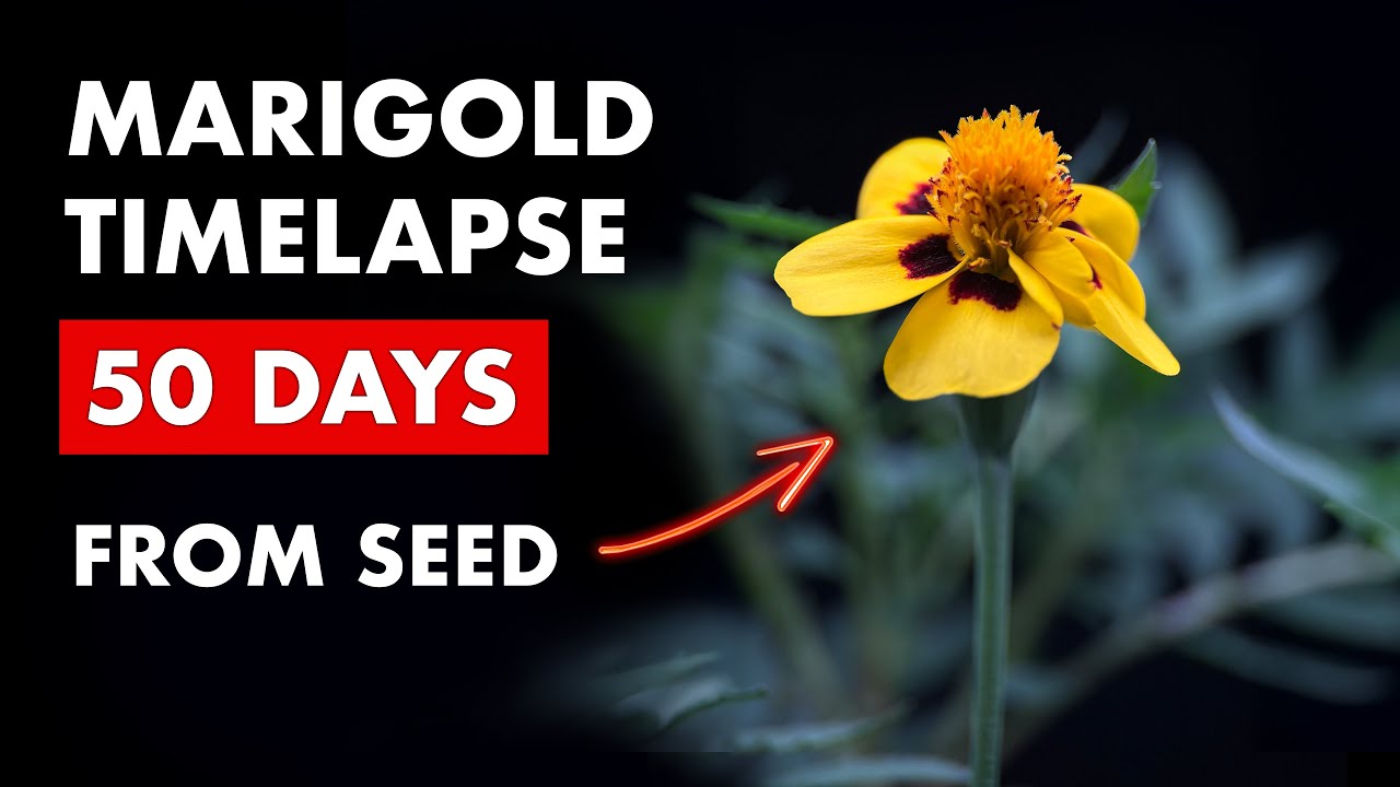 This Marigold Flower Grew in Just 50 Days 🌼 (From Seed) - YouTube
