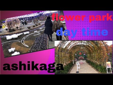 Ashika flower park/ daytime#shorts - YouTube