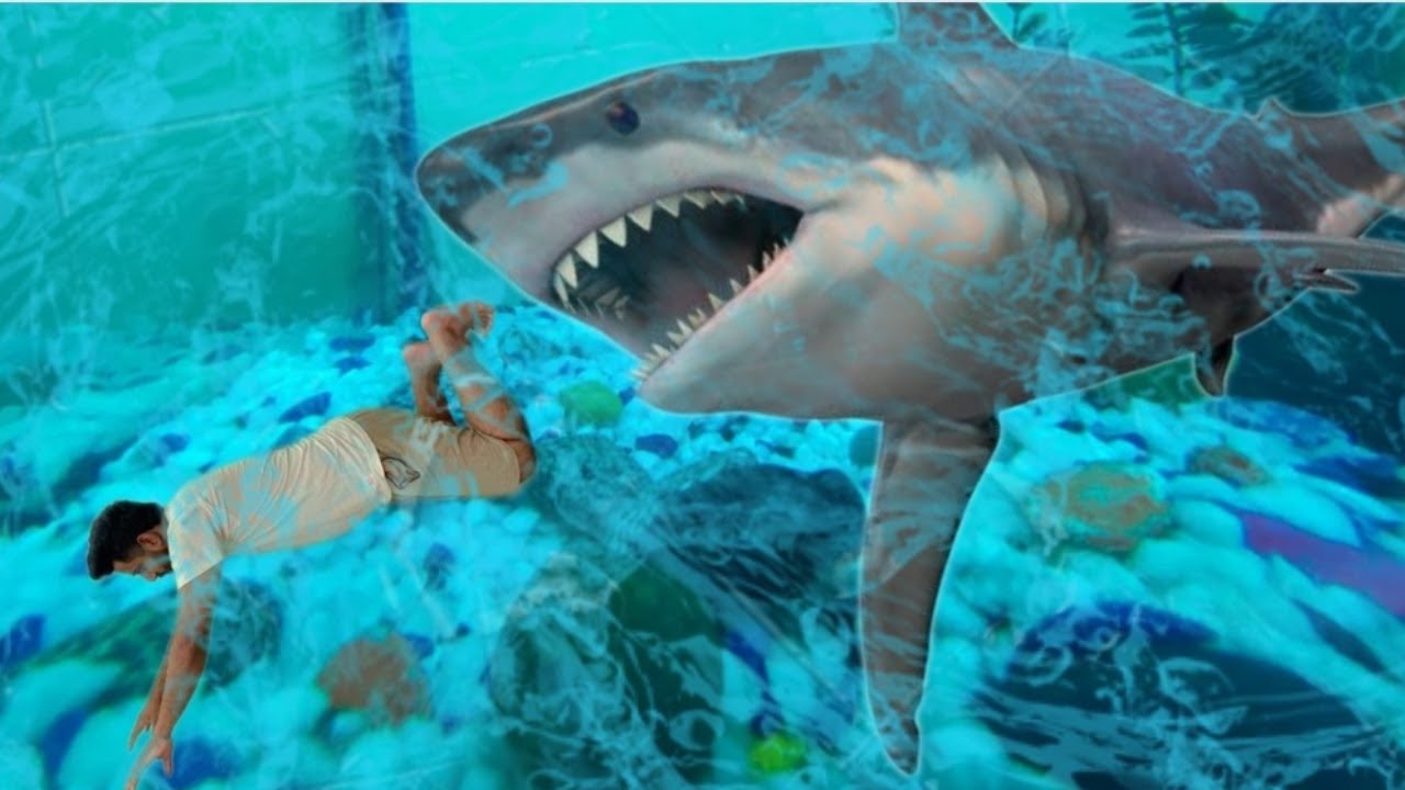 Meet our sharks | hamari sharks kitni pyaari hain | pets vlog | Rohan ...