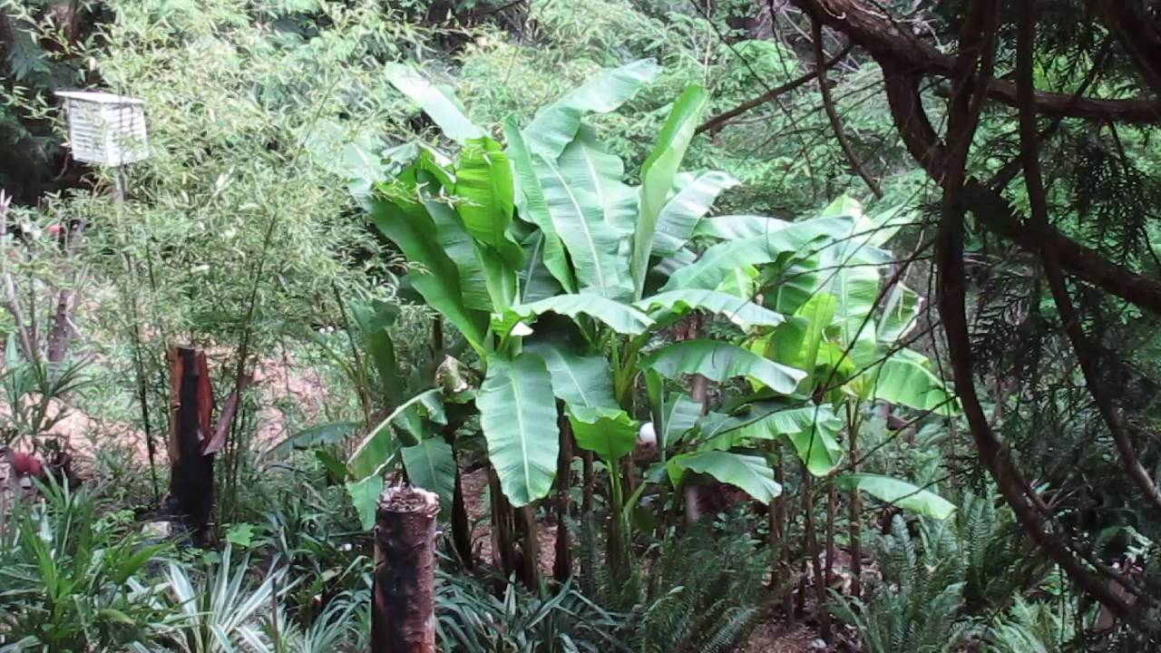 Musa basjoo Bananas Spring Update - YouTube