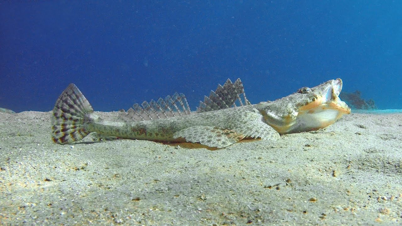 Longsnout Flathead - Red Sea - YouTube