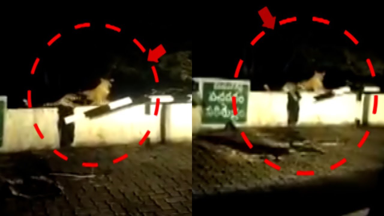 Tirumala Tiger: తిరుమల ఘాట్ రోడ్డుల్లో‌ చిరుత సంచారం.. డివైడర్ పై ...