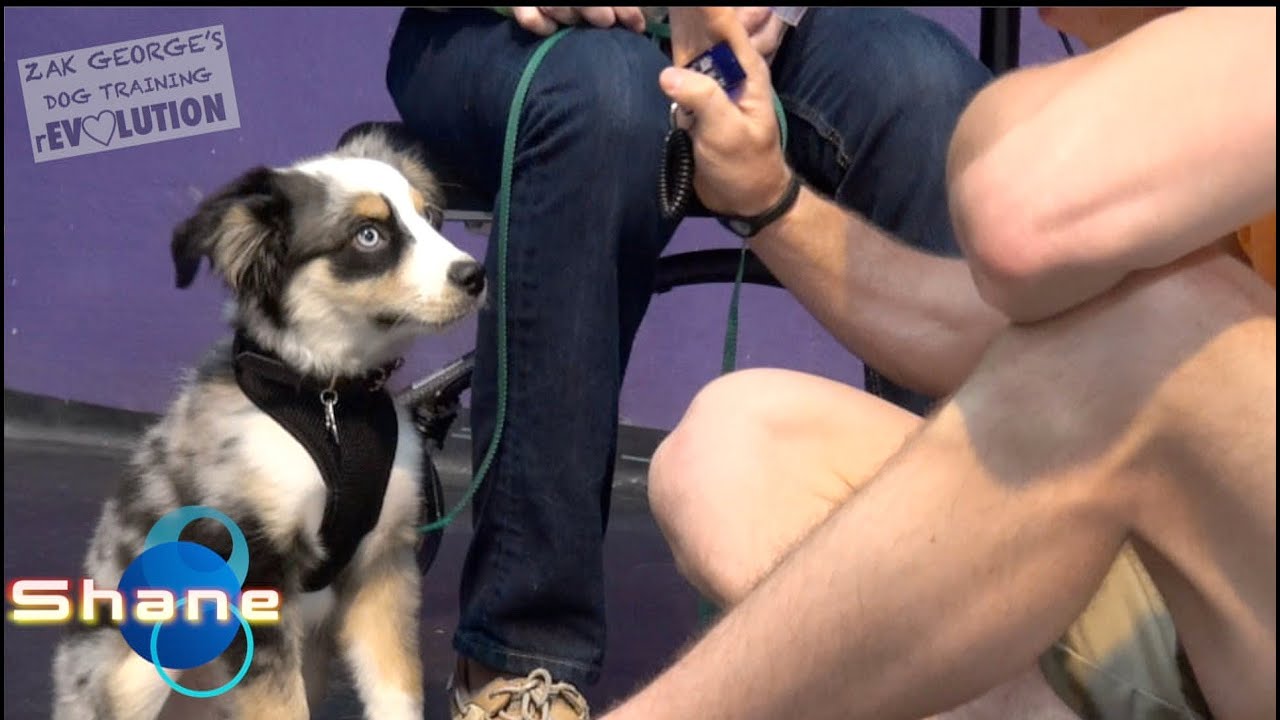 Secret Dog Training Advice: My Puppy Doesn't Listen! Help - YouTube