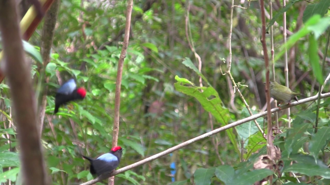 Lance-tailed Manakin courtship display - YouTube