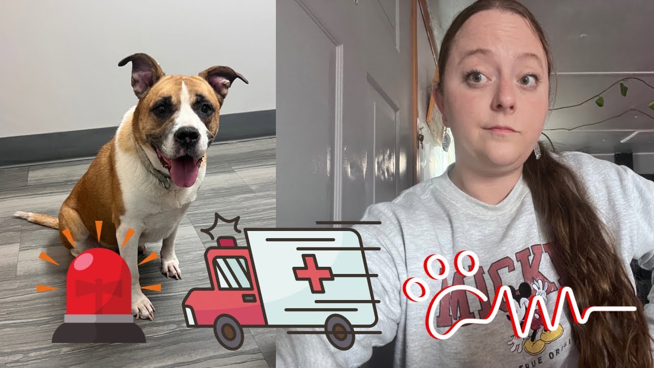 EMERGENCY DOG VET VISIT - YouTube