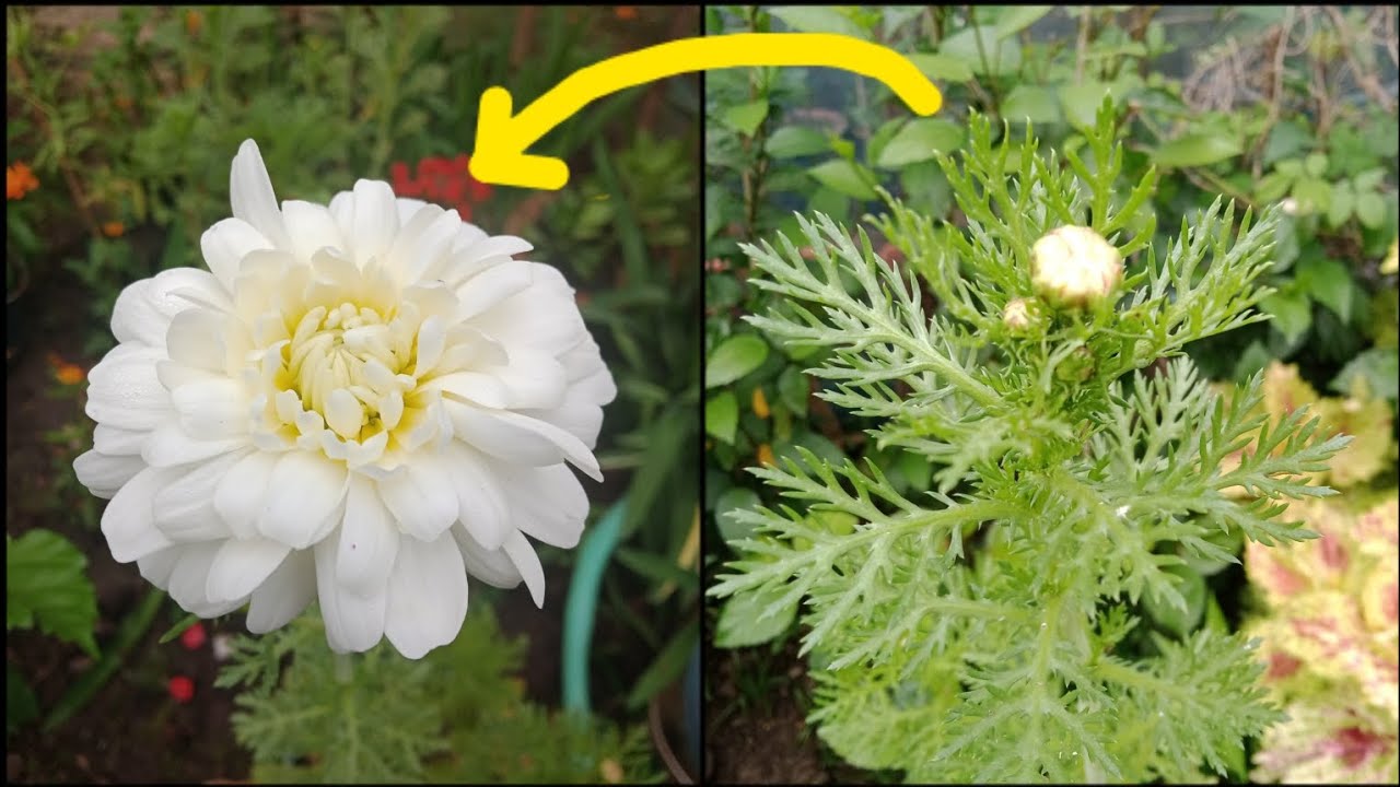 How To Grow Cherry Gold Flowers || The Most Beautiful Cherry Gold ...