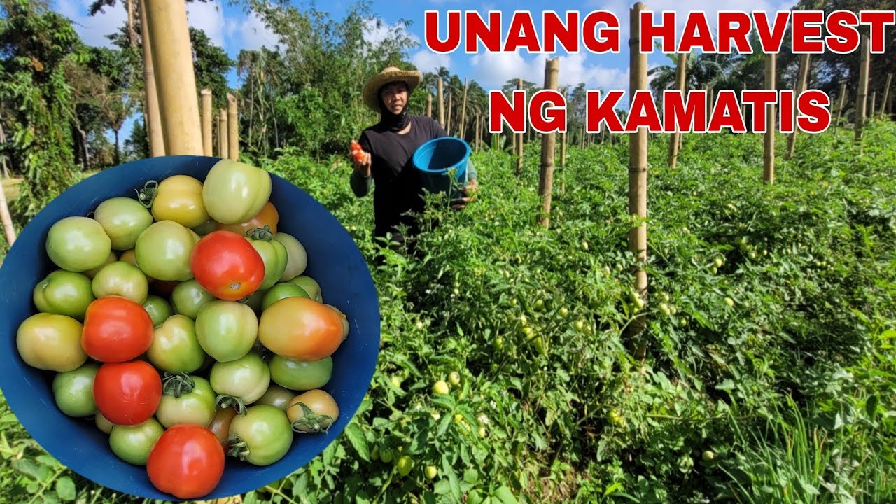 Unang Harvest ng Kamatis dagsa na bunga ng talong nakakatuwa - YouTube