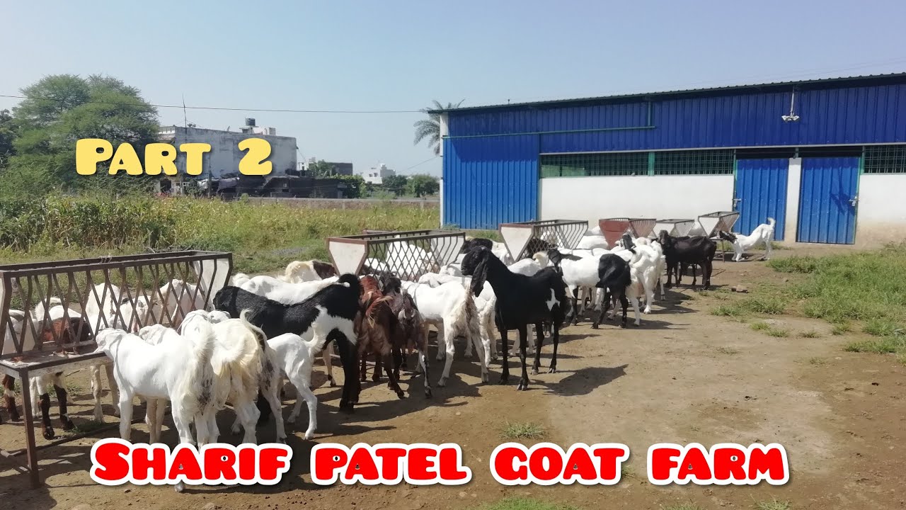Part- 2 Goat feeding, Sharif Patel Goat Farm, Indore - YouTube