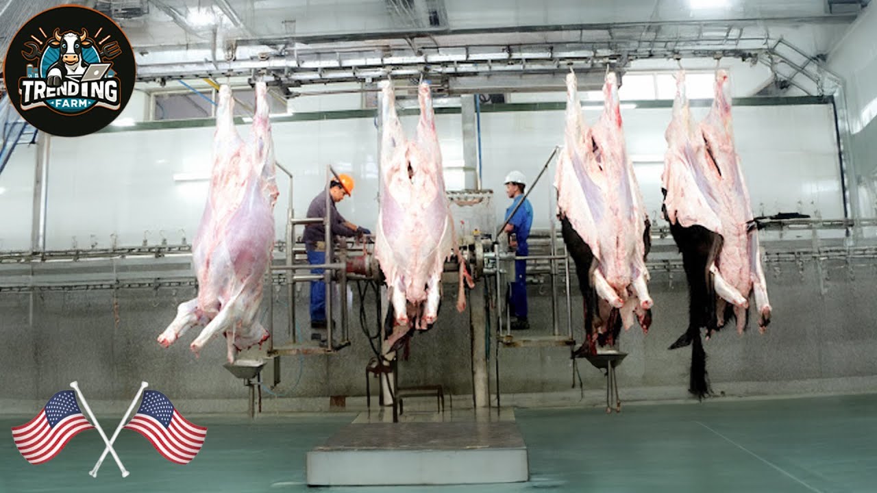 How Australia’s Meat Industry Uses Cutting Edge Buffalo Processing ...