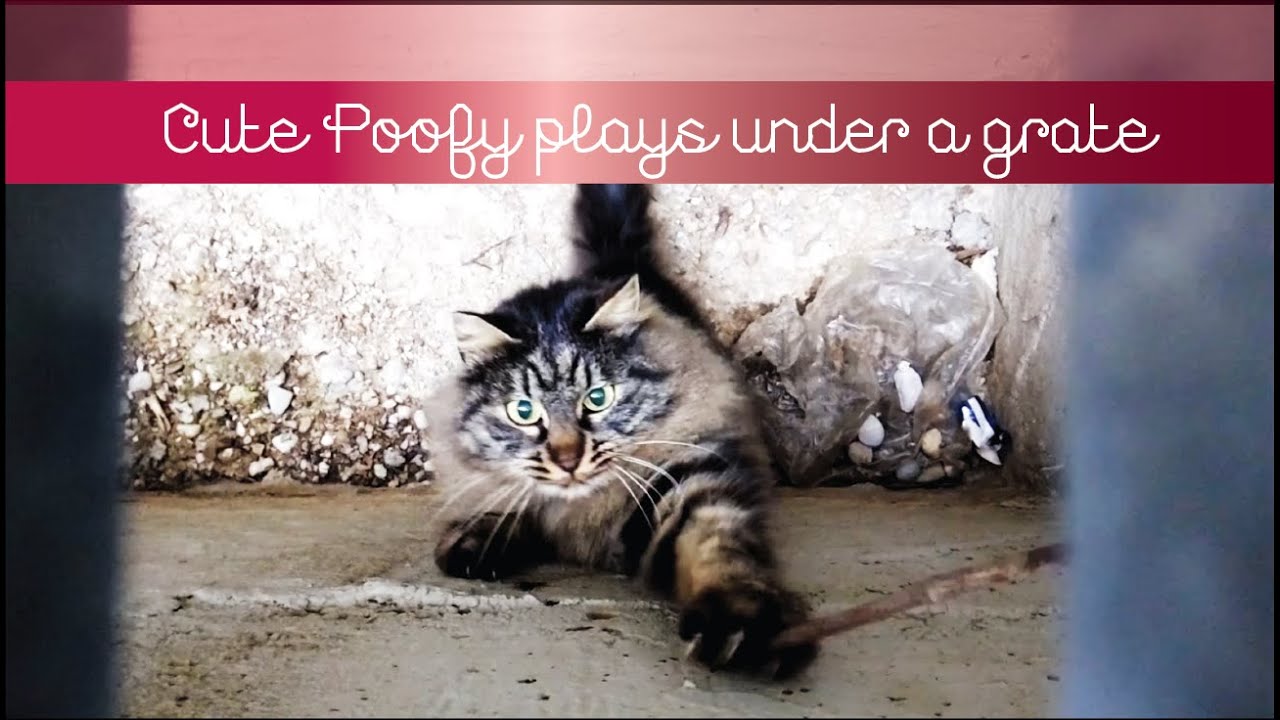 Cute Poofy plays under a grate - YouTube