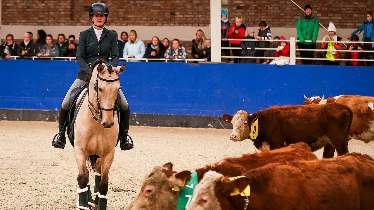 ŽIVĚ 🔴 | Working Equitation Obořiště 1/2 (CZE): test s dobytkem (Cow ...