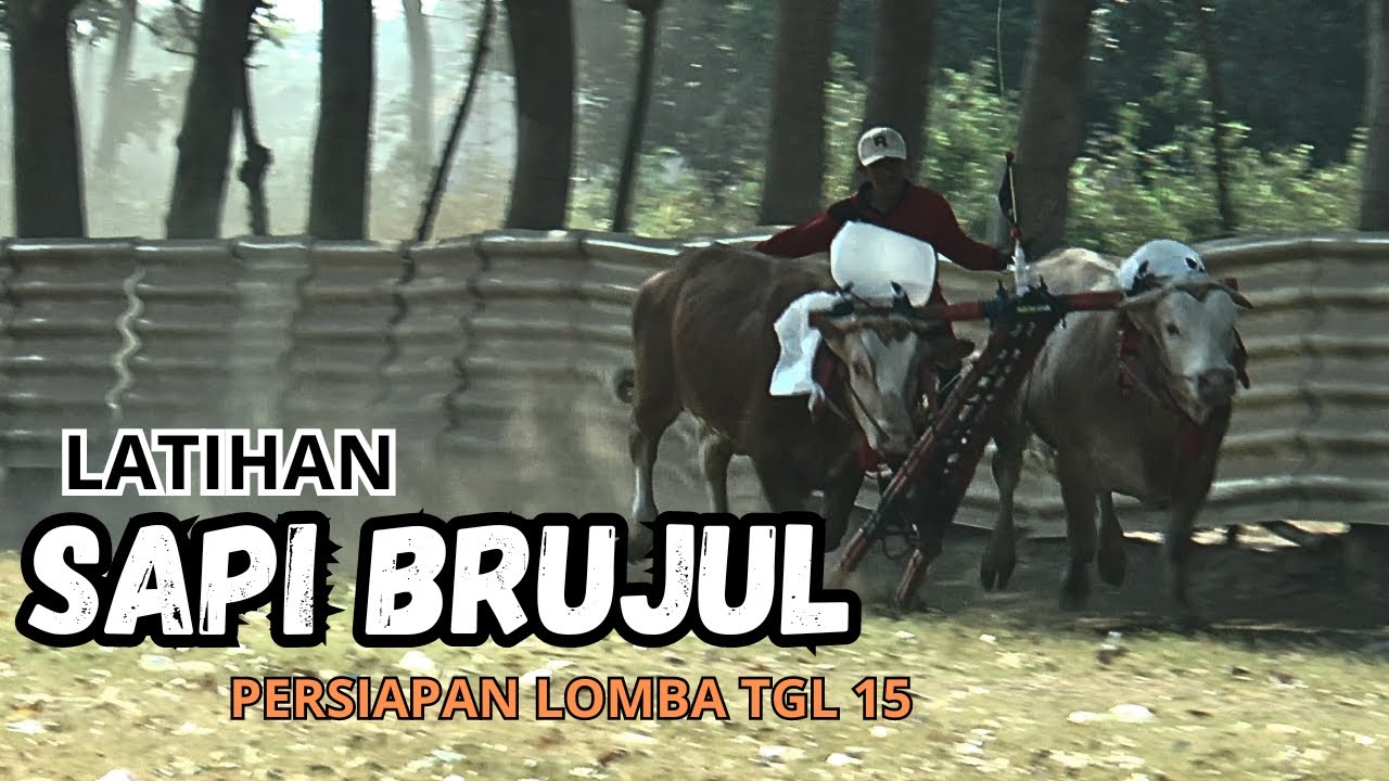 LATIHAN KARAPAN SAPI BRUJUL PRSIAPAN LOMBA PEKAN DEPAN - YouTube