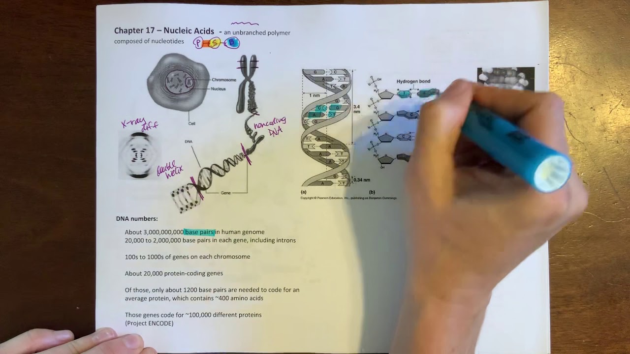 Nucleic acid introduction - YouTube