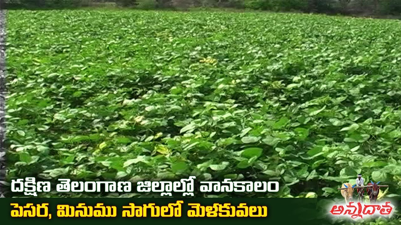 Green Gram & Black Gram Varieties for South Telangana | దక్షిణ ...