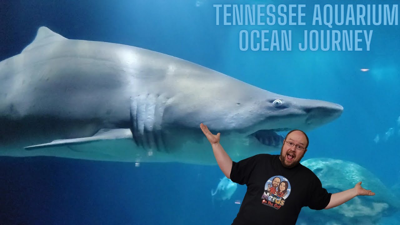 Tennessee Aquarium Part 2 | Ocean Journey | Chattanooga, TN - YouTube