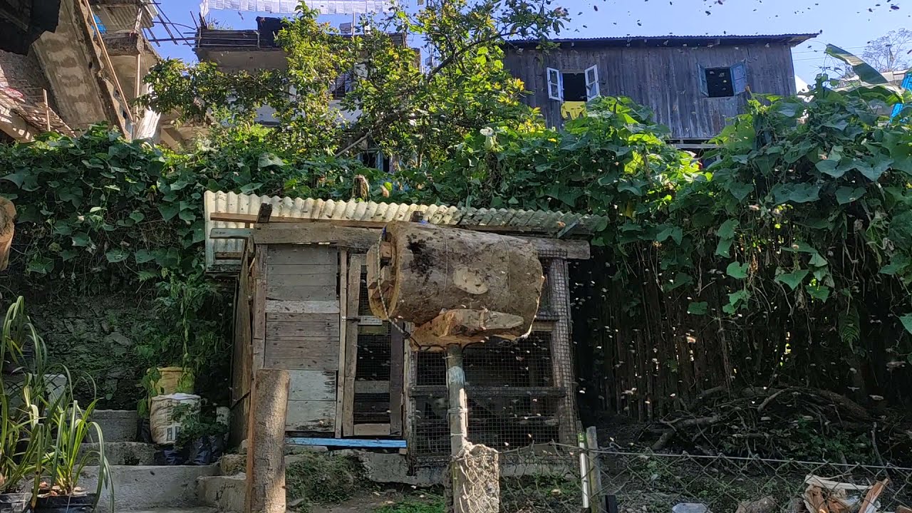 Apis cerena indica swarm came on 30 nov 2020 log hive - YouTube