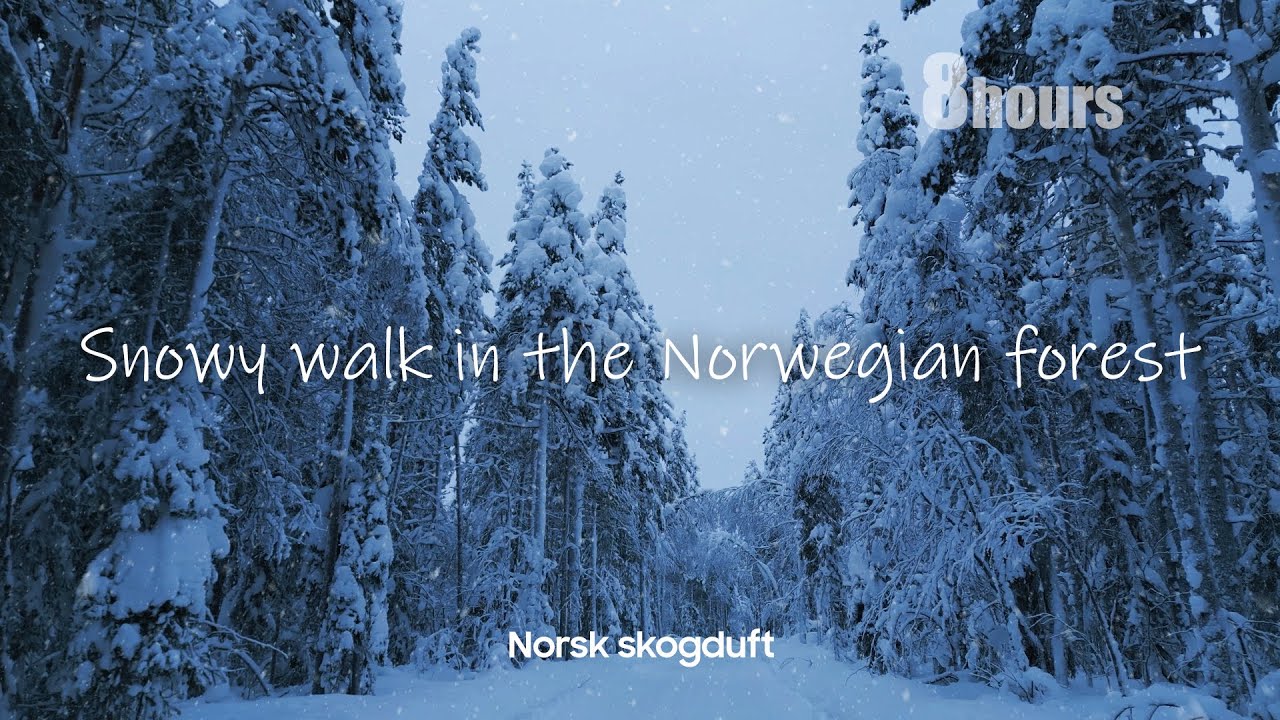 Snowy walk in the Norwegian forest | stepping on snow | Relaxation ...