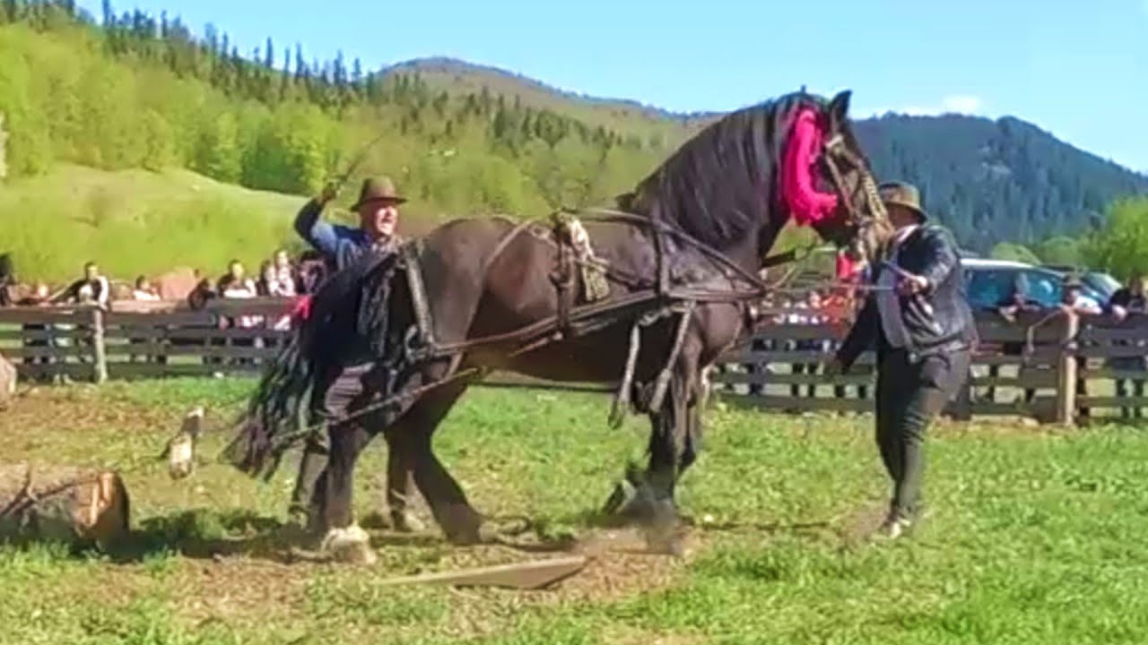 Cai probe de tracțiune dl.Țugui Vasile 2021 Putna - YouTube