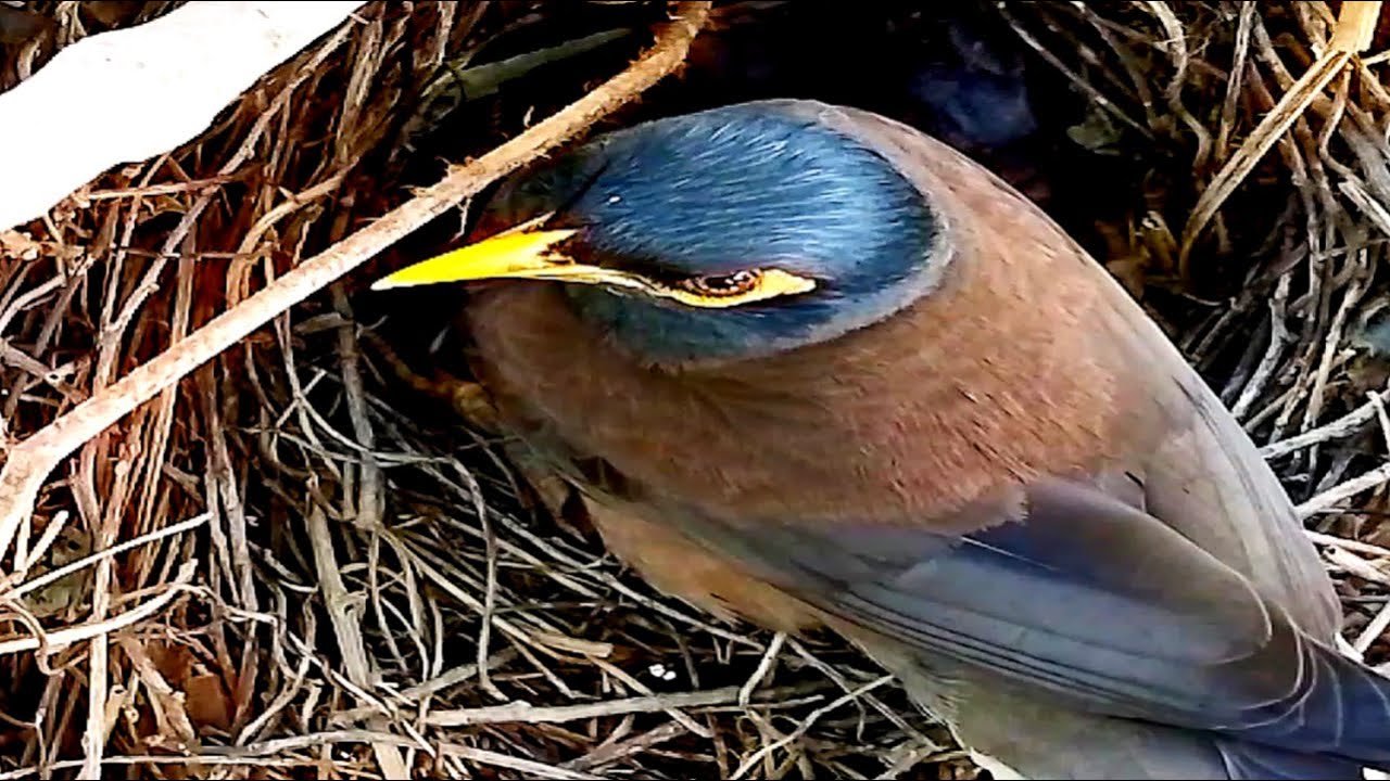 Common myna Birds bring food to feed their young - YouTube