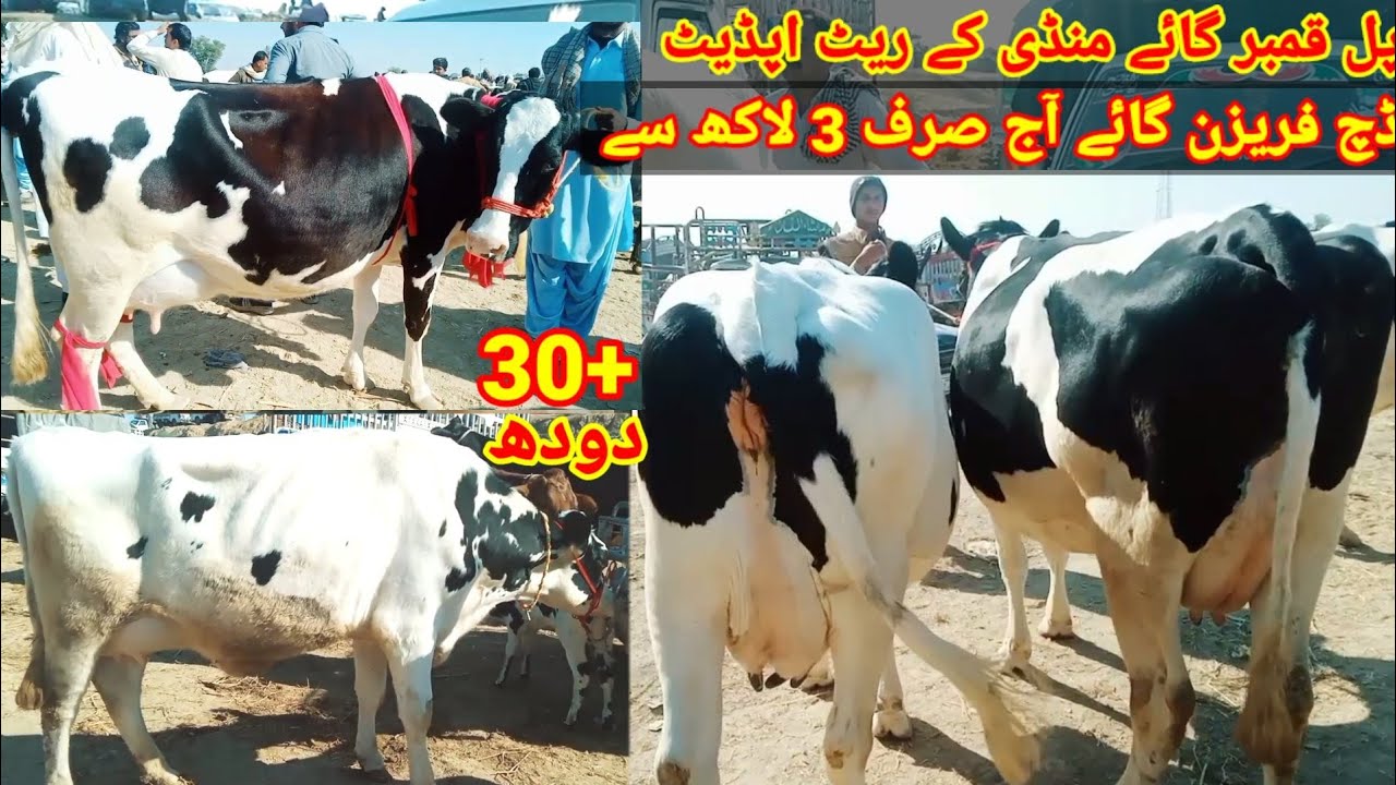 Imported Dutch cows | Australian Frisian cows | Highest milking cows ...