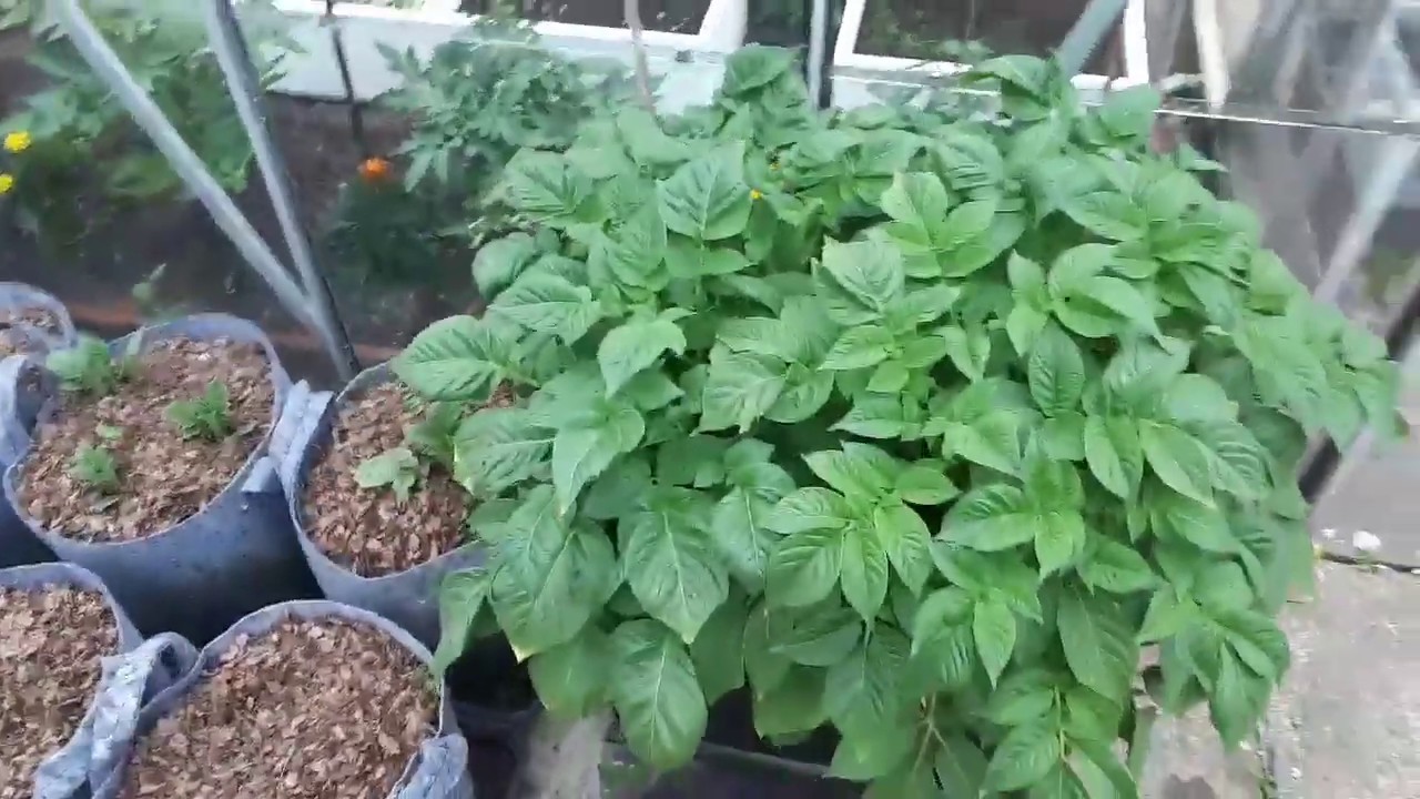 Allotment runner bean frame built and planted - YouTube