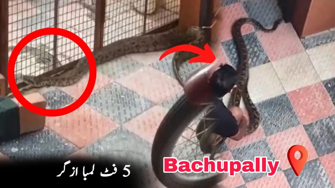 A little tension broke out after a five-foot long python was spotted in ...