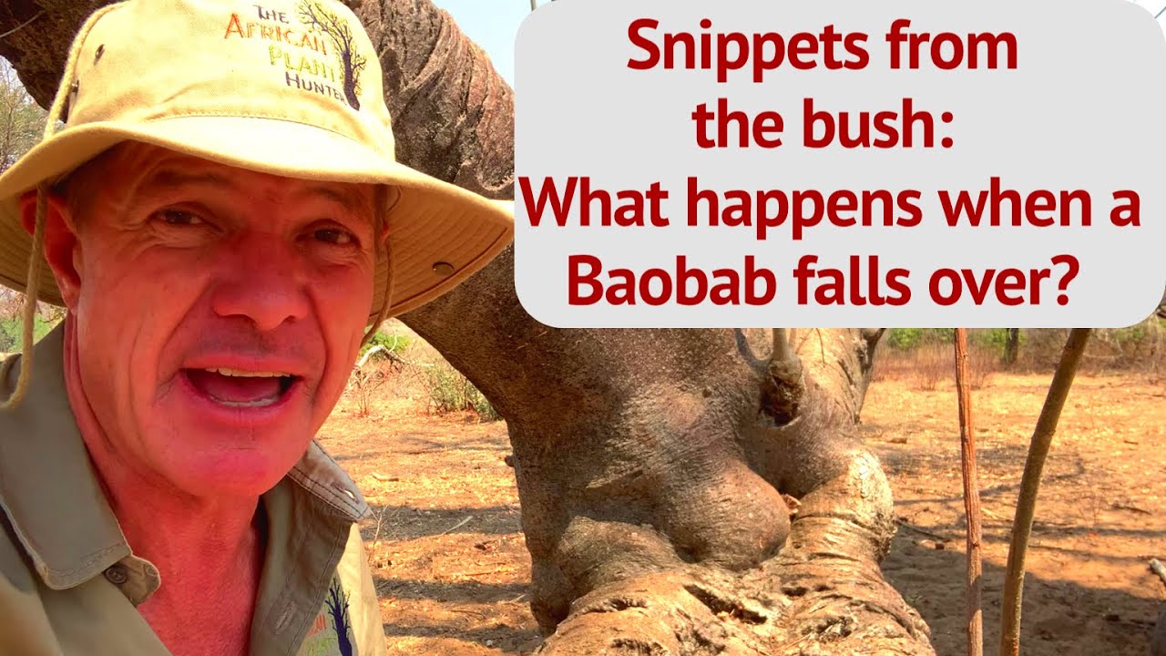 Snippets from the bush: What happens when a Baobab falls over? - YouTube