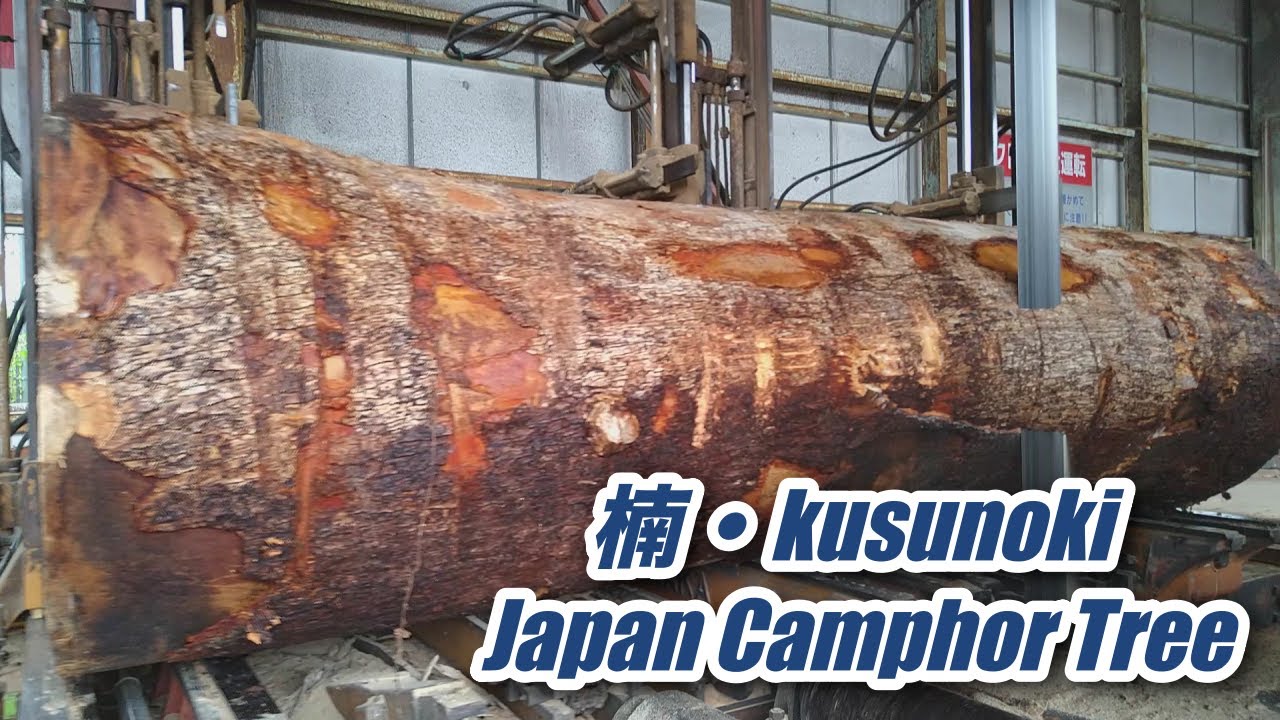 楠・Kusu・Japan Camphor Tree - YouTube