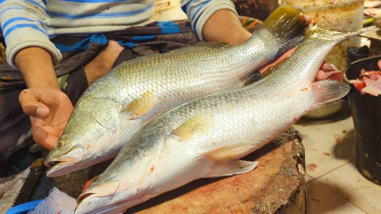 Amazing Huge Bhetki Fish Cutting Live In Fish Market | Fish Cutting ...