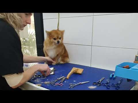 Pet Grooming, Pomchi Grooming #pomeranian_dog #grooming #groomingtips # ...