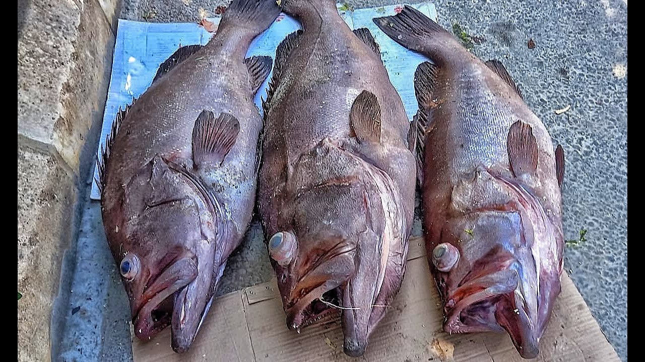 How to: Deep drop for 8 bar fish , Lebanon big fish catched at 230 ...