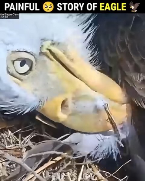 #birds #facts #eagle #painfulstory #sad #viralshort #startnew #foryou # ...