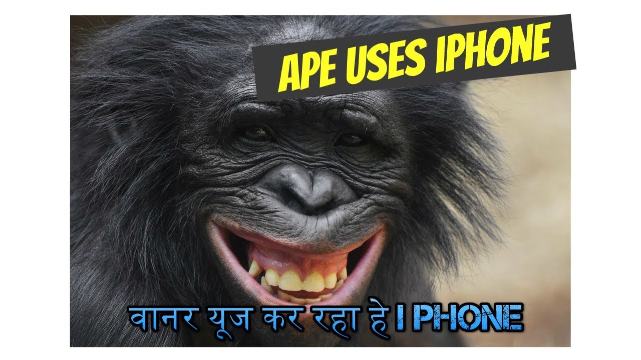 Ape uses iPhone like a pro in viral video. - YouTube