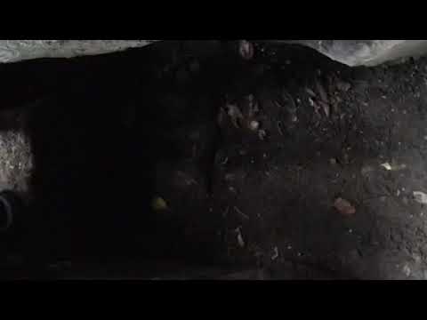 I found the SECRET Ramble Cave In CENTRAL PARK NYC! - YouTube