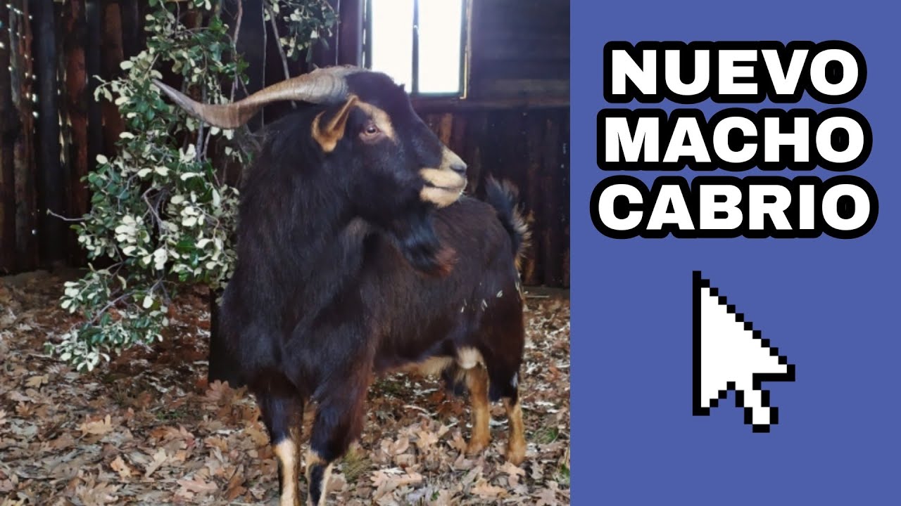 Ya tengo MACHO cabrio. - YouTube