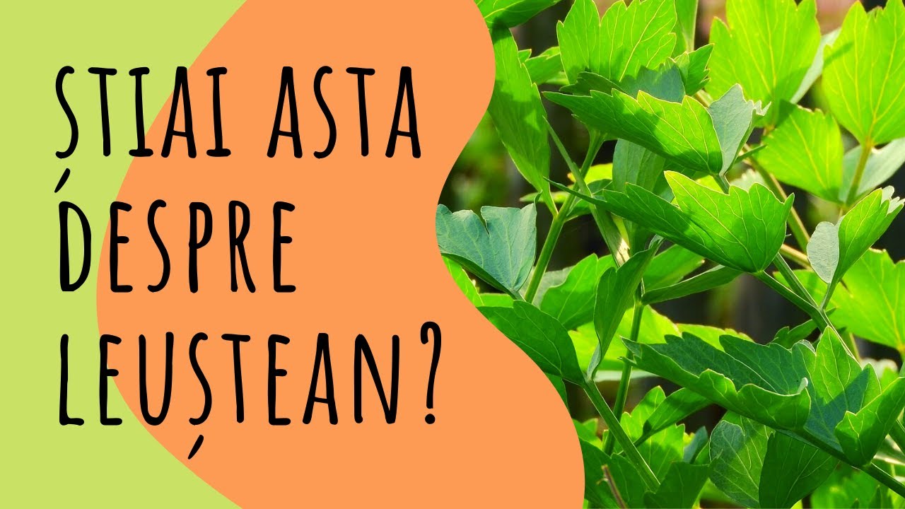 Proprietatile si beneficiile Leusteanului | HRANA VIE | SperantaTV ...