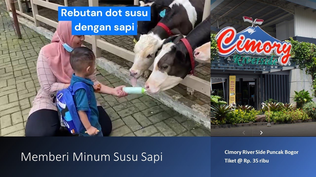 Rebutan dot susu dengan sapi di Cimory Riverside Puncak Bogor # ...