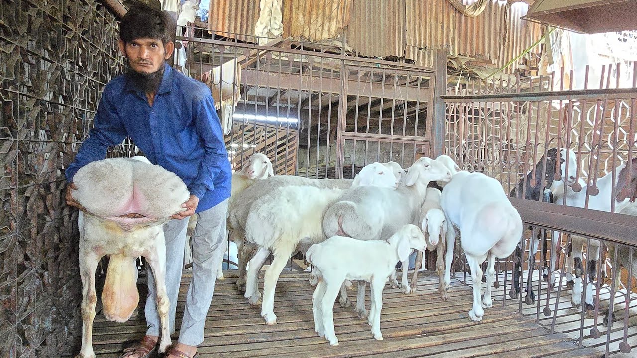 Dumba Breeding Setup Kurla | Golden Dumba Farm | Quality Nasal Ke ...