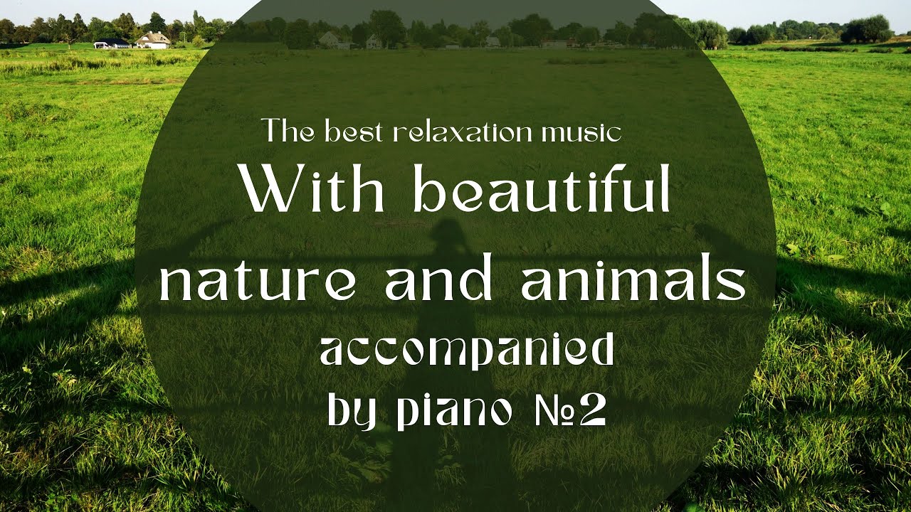The best relaxation music with beautiful nature and animals accompanied ...