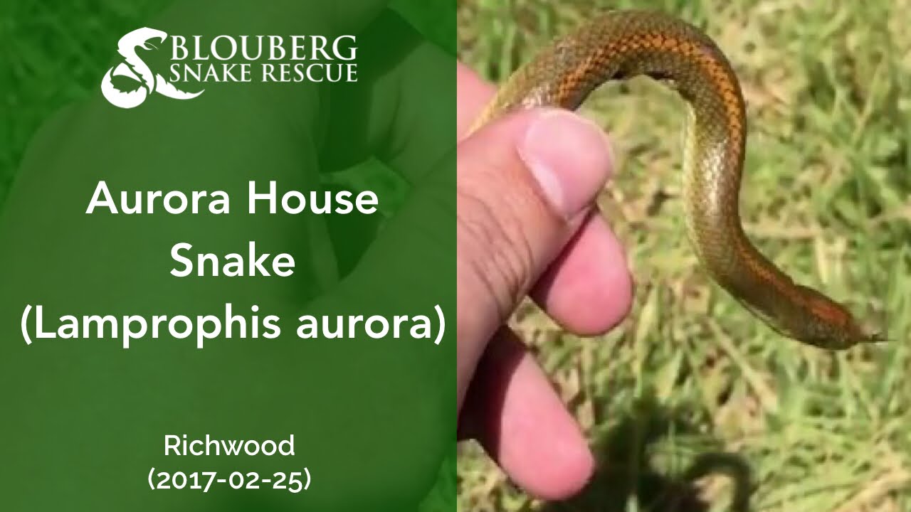 Aurora House Snake near Richwood, Cape Town, Western Cape, South Africa ...