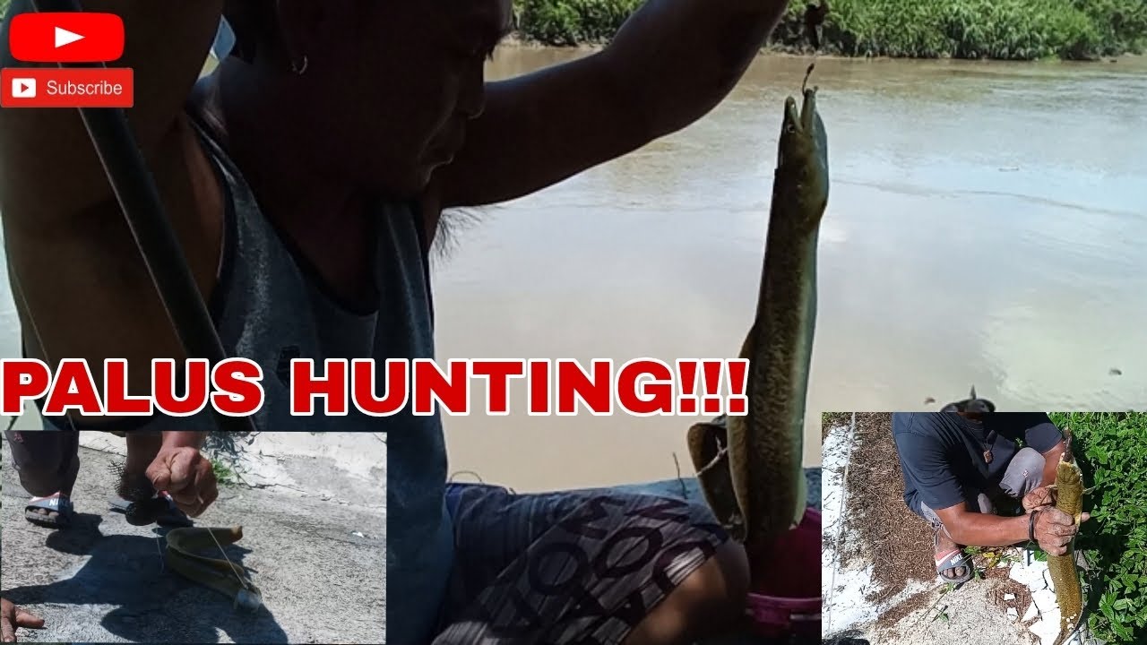 Pang ha-hunting ng palos swirte ang lalaki ng mga palos😁😁 - YouTube