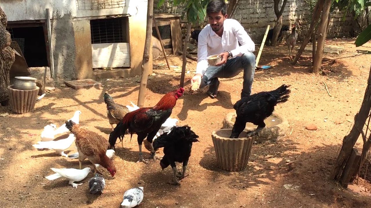 Raising PIGEONS with CHICKENS - YouTube