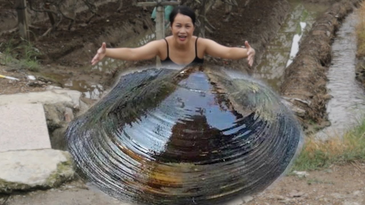 Have you ever seen pearls produced by giant black clam shells? Its ...