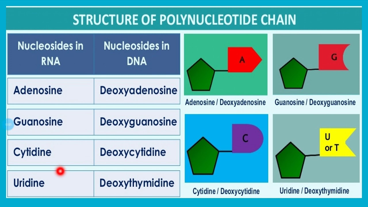 Molecular basis of inheritance structure of DNA.The Chromosomes - YouTube