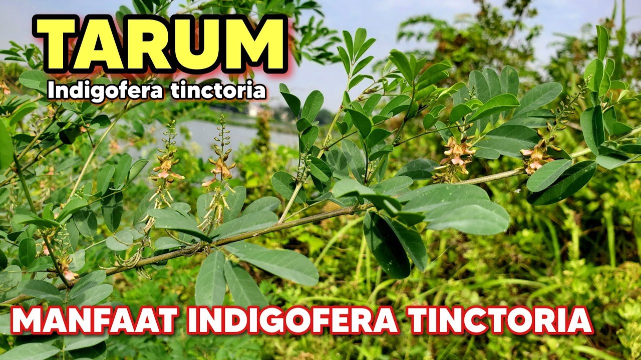 MANFAAT TARUM ‼️ Indigofera tinctoria #tarum #nila #indigofera - YouTube