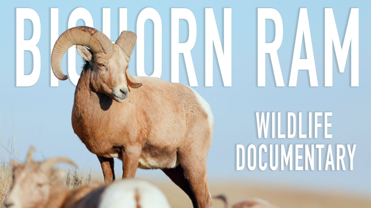 Filming Majestic BigHorn Ram | A Wildlife Photography Documentary - YouTube
