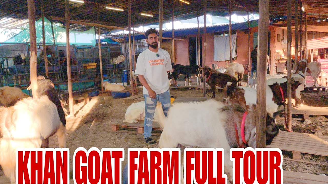 Khan Goat Farm Full Tour Acha Result Or Pura Farm Bakro Se Bhara Huwa ...