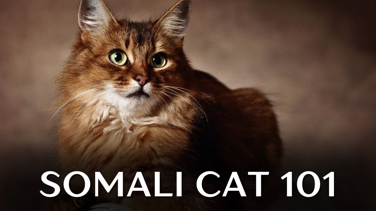 Somali Cat 101 - Everything You Need to Know - YouTube