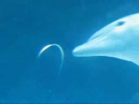 Dolphin plays with bubble rings. too cute - YouTube