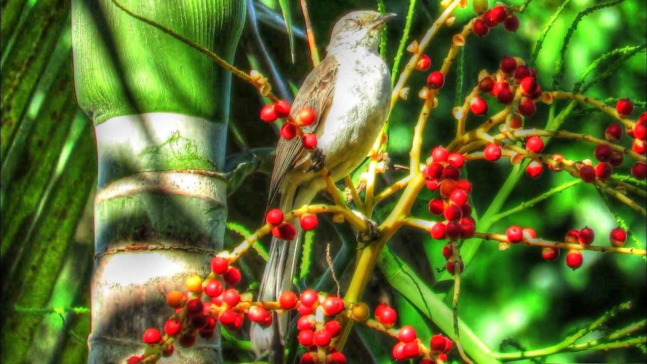 Mockingbird Eating Berries and Sunbathing - YouTube